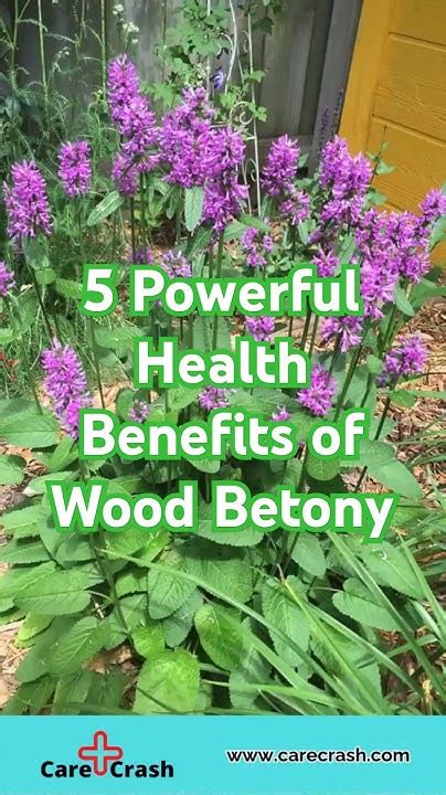 5 Powerful Benefits Of Wood Betony Carecrash Youtube