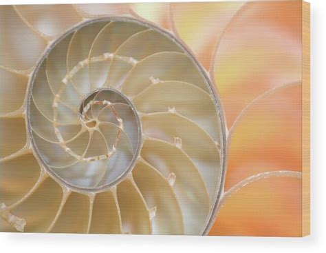 Nautilus Shell Fibonacci Sequence