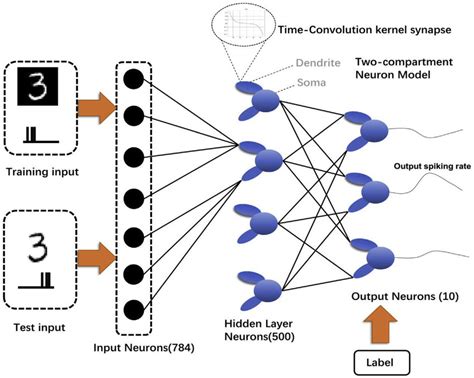 Quantum Superposition Snn Three Layer Architecture Of Qs Snn With Tck