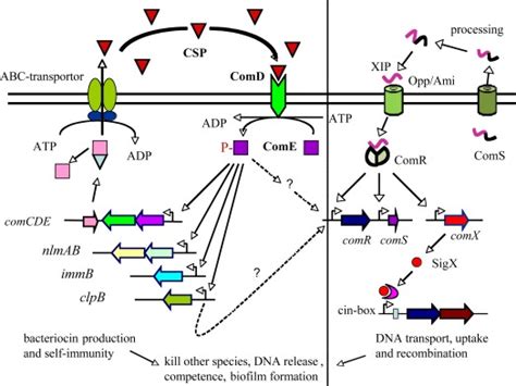 A Schematic Diagram Indicating Two Types Of Signaling Peptide Mediated Download Scientific