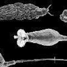 No Sex Required The Scientist Magazine