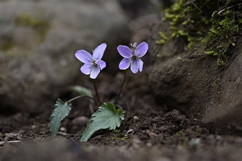 창덕제비꽃