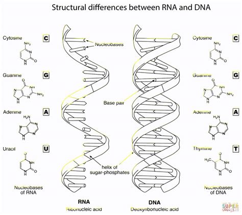 Structural Differences Between DNA And RNA