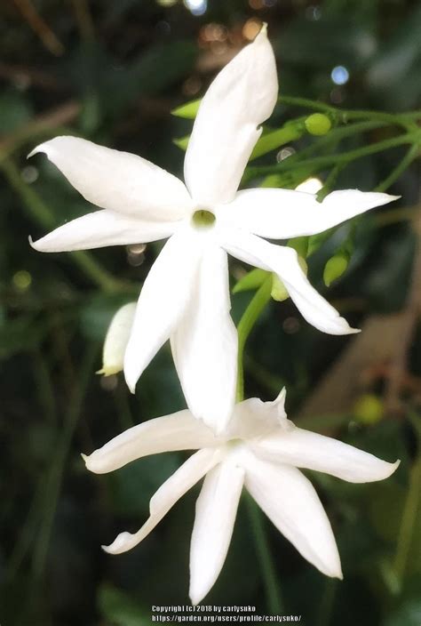 South African Jasmine Jasminum Angulare