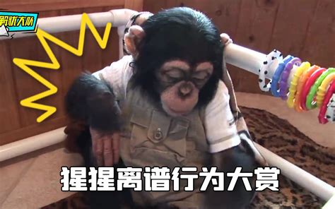 猩猩离谱行为大赏你们这是要成精了 解忧大队233 解忧大队233 哔哩哔哩视频