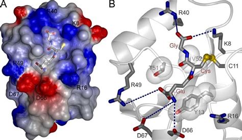 6 A Schematic Representation Of The Role Played By Electrostatic Download Scientific Diagram