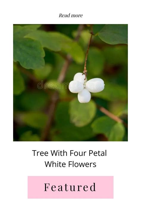 Tree With Four Petal White Flowers White Flowers Most Beautiful Flowers Flowers