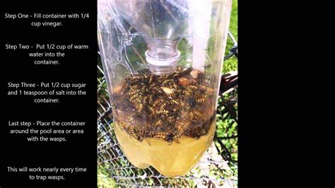 How To Get Rid Of Wasps LIFE HACK YouTube