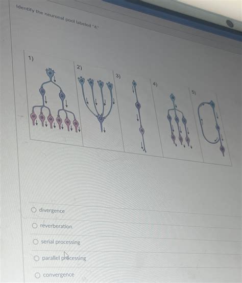 Solved Identify The Neuronal Pool Labeled