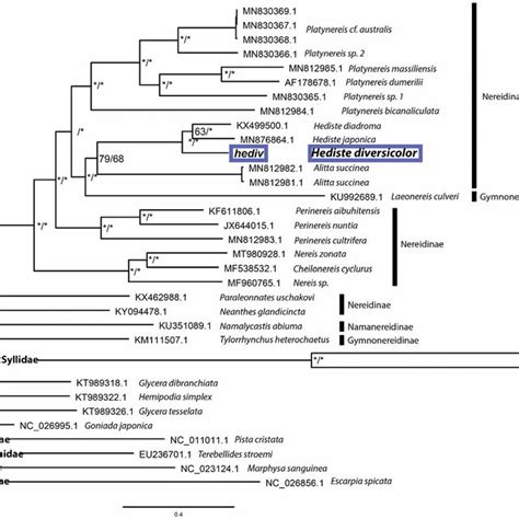Bayesian Inference Phylogenetic Tree Based On 33 Annelid Sequences Of