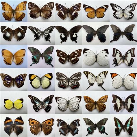 Butterflies Species