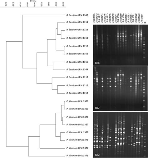 Dendrogram Built Using The Similarity Matrix Of Dice And The Upgma Download Scientific Diagram