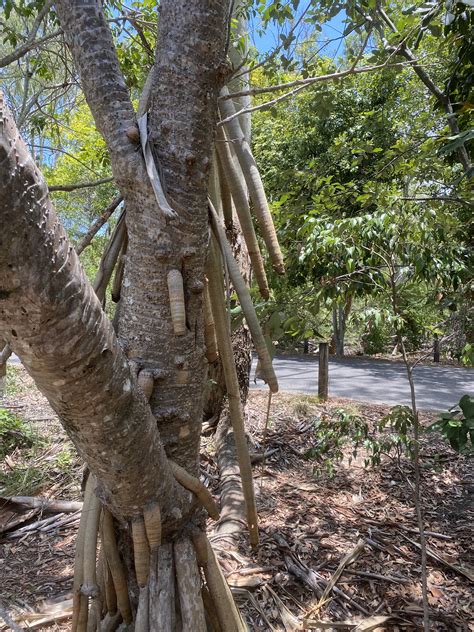 They Call It The Long Dong Tree R Funny