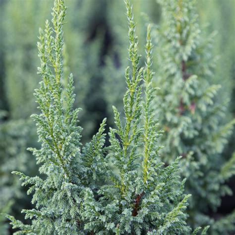 Juniperus Squam Loderi Buy Plants At Coolplants