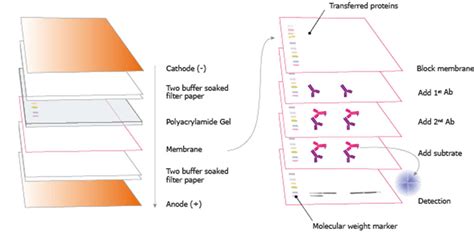 Western Blotting Technique Principle Procedure And Ap Vrogue Co