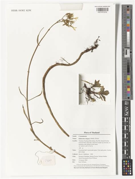 Kalanchoe Integra Medik Kuntze Plants Of The World Online Kew