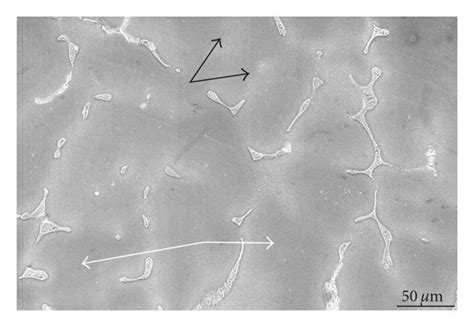 Sem Image Showing The Light Grey And Dark Grey Areas Of Dendrites In Download Scientific