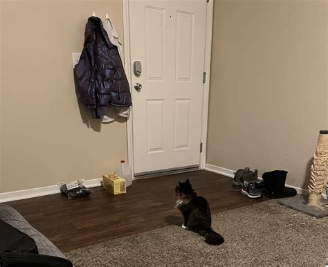 Alana Cruise On Twitter I Am Convinced Cats Can See Other Dimensions Shes Been Staring For A