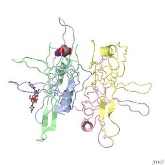 Single Stranded DNA Binding Protein Proteopedia Life In D