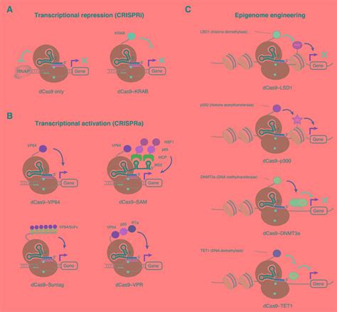 Control Of Gene Expression By Clustered Regularly Interspaced Short