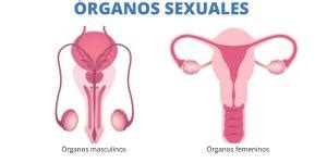 Descubre Las Tres Capas Del Coraz N Con Im Genes