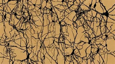 Nerve Cells Of The Cerebral Cortex Stock Video Clip K004 9515 Science Photo Library
