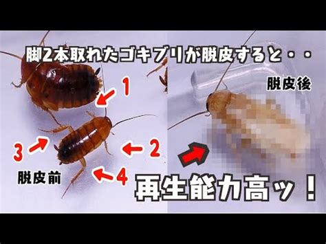 取れたごきぶりの脚2本が1回の脱皮で再生した件トルキスタンゴキブリ YouTube