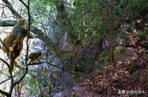 國家一級保護瀕危珍稀植物巧家五針松 每日頭條