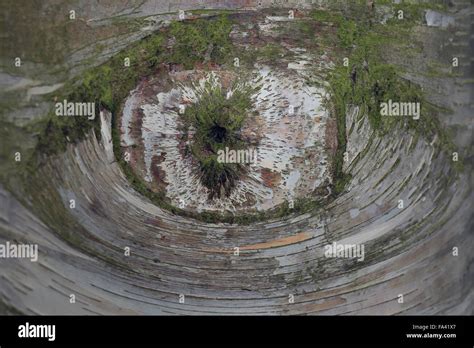 Blue Birch Tree With A Branch Scar Looking Like An Eye Cambridge UK Stock Photo Alamy