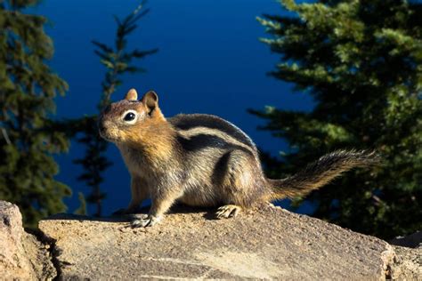 Crater Lake National Park Wildlife National Park Photographer
