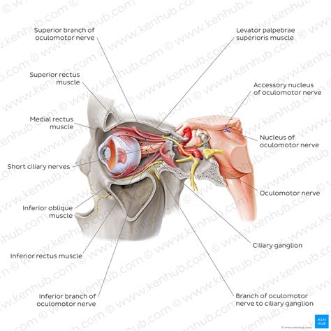 Oculomotor Nerve Cn Iii Anatomy Function And Pathway 55 Off