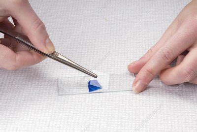 Microscope Slide Preparation Stock Image C025 9186 Science Photo Library