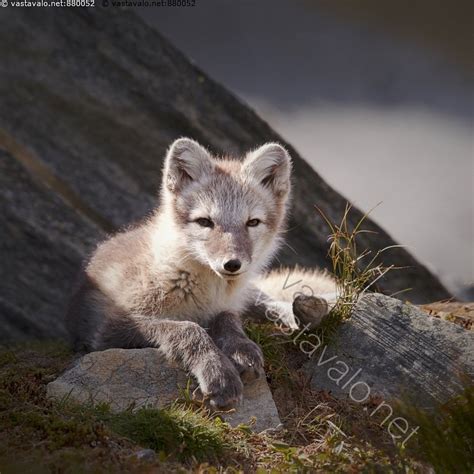 Kuva Naali Naali Vulpes Lagopus Nisäkäs Villi Vapaa Selkärankainen