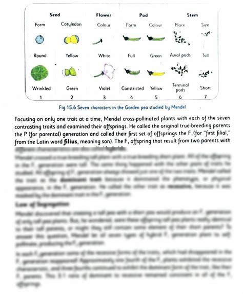 Solution Mendel S Work On Inheritance Model S Laws Of Inheritance