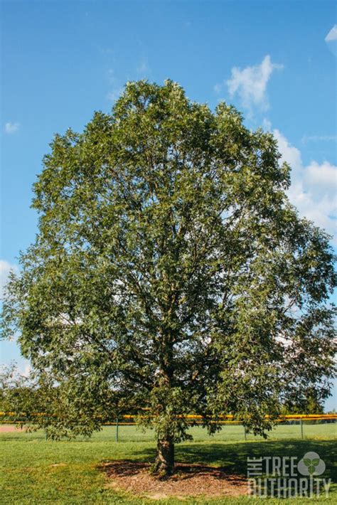 White Oak Tree Facts Quercus Alba The Tree Authority