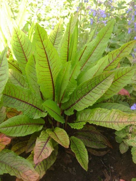 Щавель Кровавая Мери отзывы