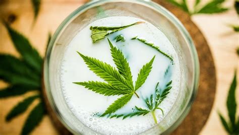 Bhang Lassi La Bebida De La India Que Sana Con Marihuana