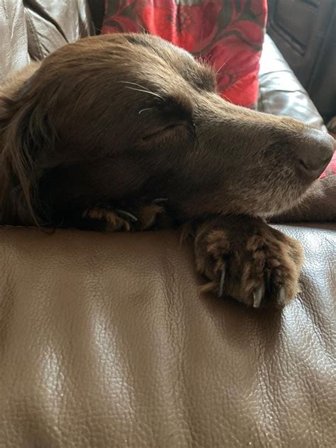 Rip Rosie And Barty Jess Wood Medium