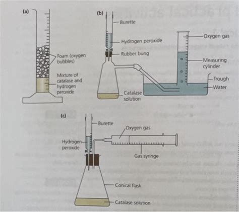 Factors Affecting The Rate Of Enzyme Controlled Reactions Flashcards Quizlet