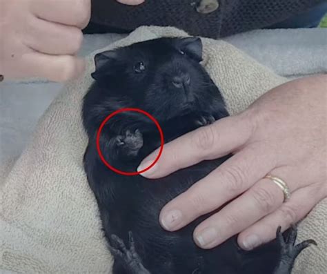 Bumblefoot In Guinea Pigs Signs Causes Treatment And Preventison Bumblefoot In Guinea Pigs Signs Causes Treatment And Preventison
