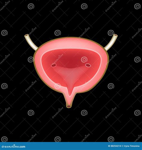 Anatomical Structure Of The Urinary Bladder Infographics Vector Illustration On Black