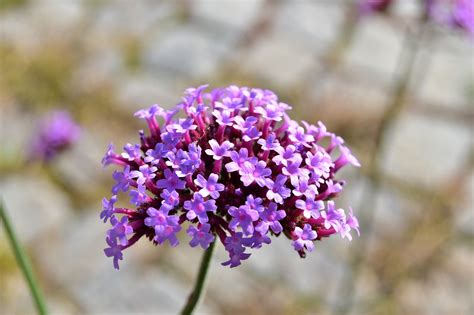 해변 라일락 바다 라벤더 꽃들 Pixabay의 무료 사진 Pixabay