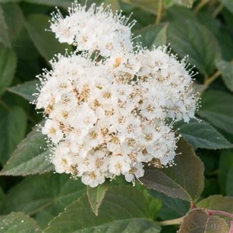 Blue Kazoo Spirea Companion Plants At Timothy Mears Blog