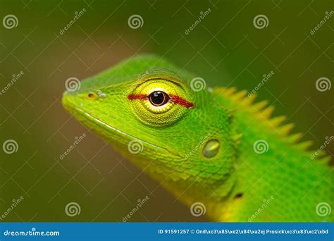 Wildlife Sri Lanka Green Garden Lizard Calotes Calotes Detail Eye Portrait Of Exotic Tropic