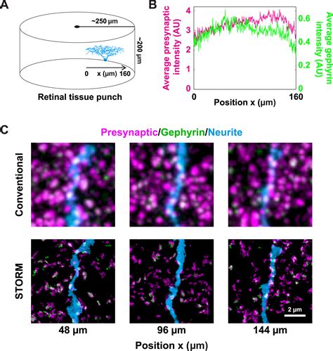 Mapping Synaptic Input Fields Of Neurons With Super Resolution Imaging Cell