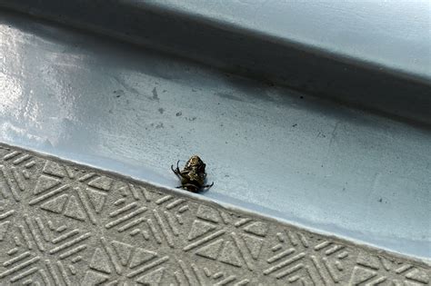 かにかま日記 セミとかコガネムシとか もふもふ日記