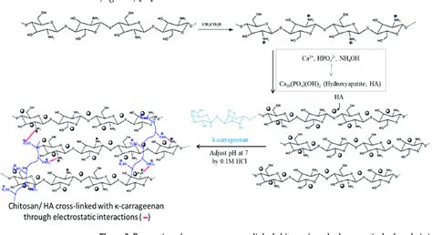 Preparation Of κ Carrageenan Crosslinked Chitosannanohydroxyapatite