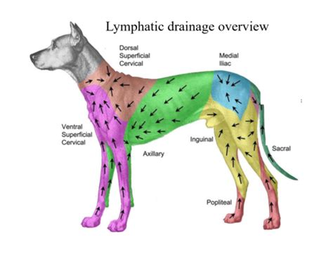 Lymphatic System Flashcards Quizlet