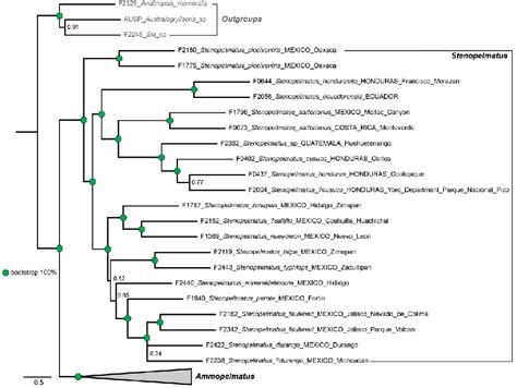 Coalescent Based Species Tree Estimation Using Astral Ammopelmatus Download Scientific Diagram