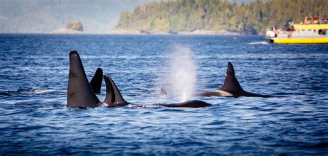 Our Impacts On The Natural World